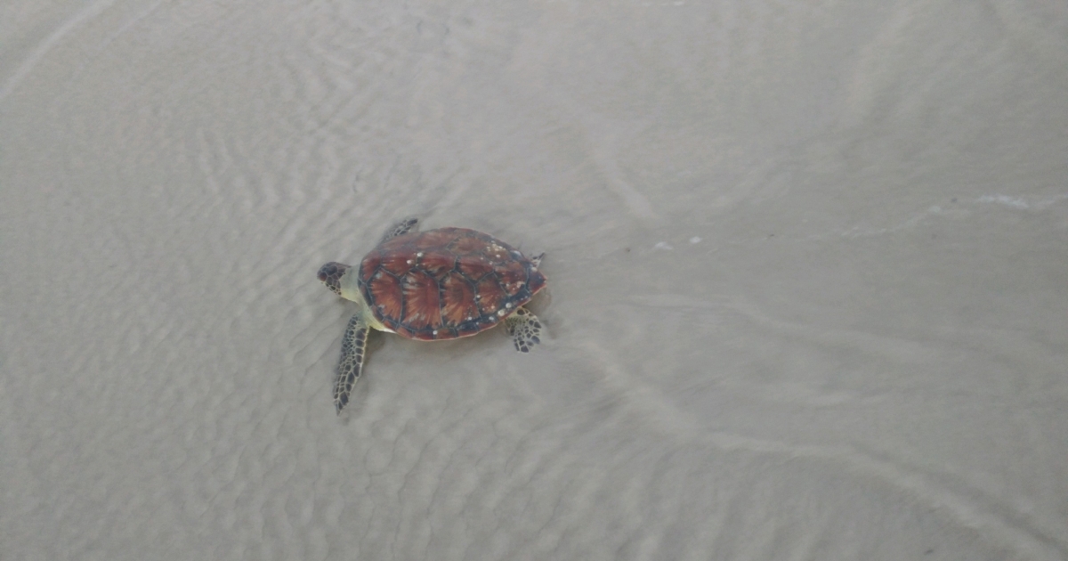 Green Sea Turtle Strandings Increase Along Jetties on the Texas Coast ...