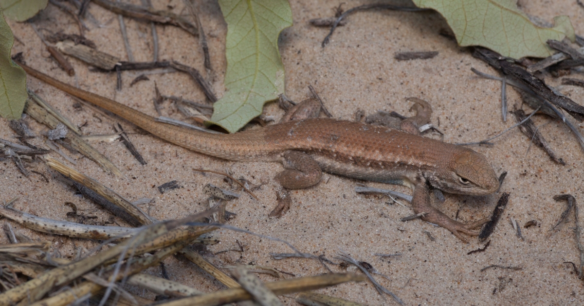 Dunes Sagebrush Lizard Proposed Habitat Conservation Plan and Draft ...