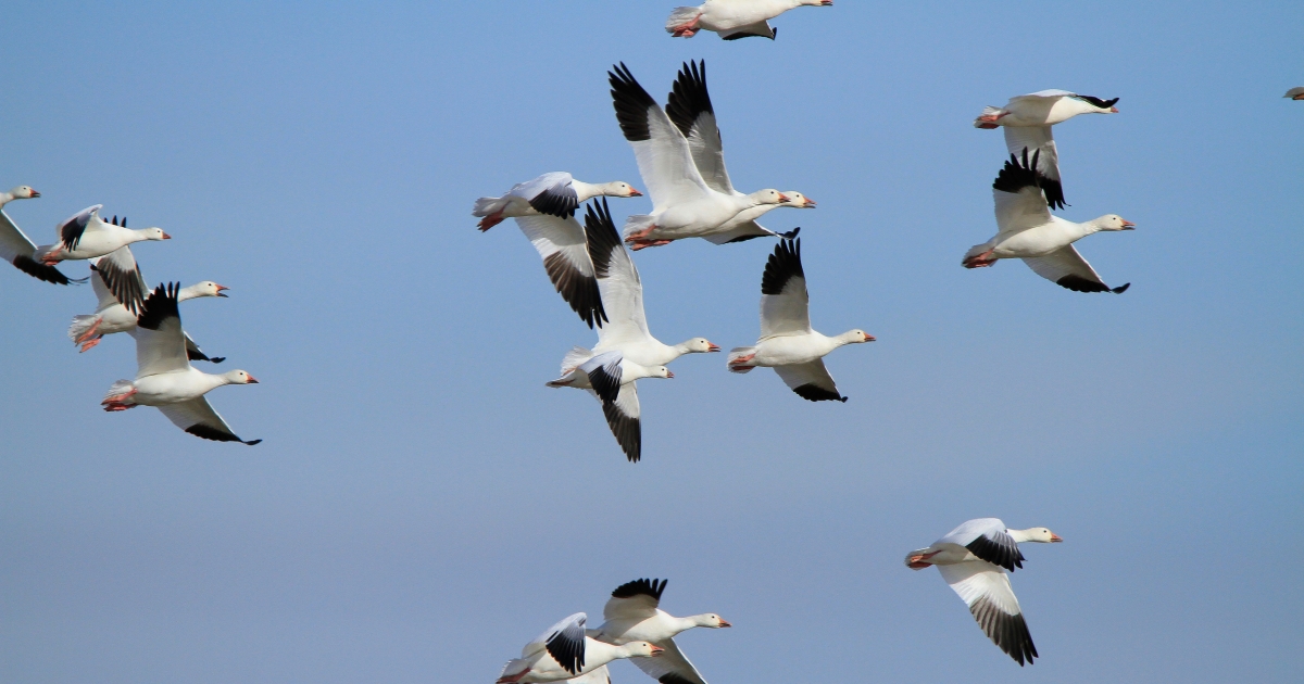 Snow Goose (Anser caerulescens) | U.S. Fish & Wildlife Service