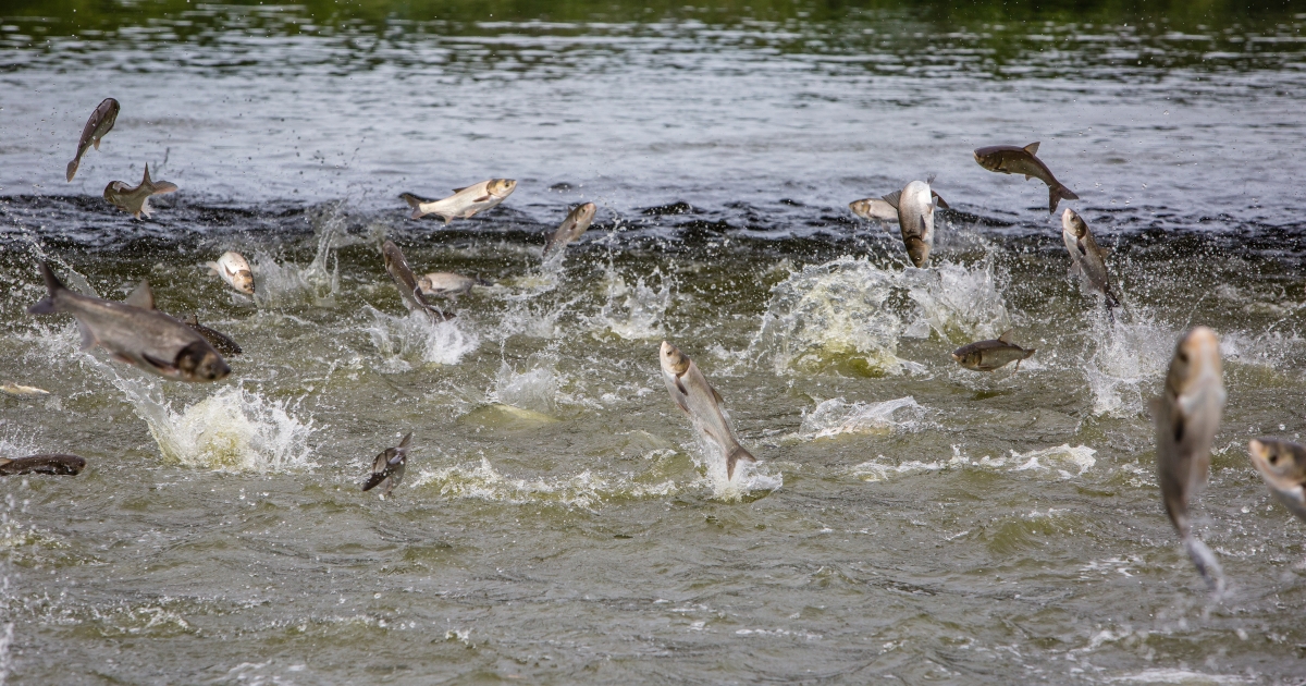 $19 Million Awarded to States for Invasive Carp Management | U.S. Fish ...