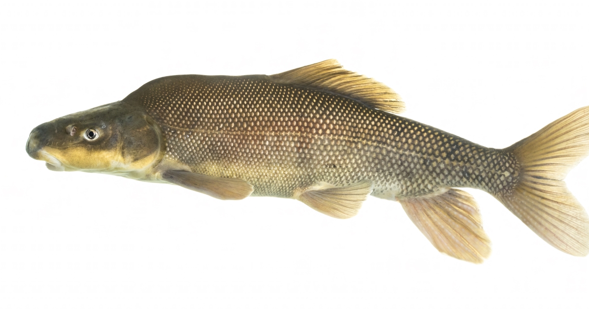 Razorback Sucker (Xyrauchen texanus) | U.S. Fish & Wildlife Service