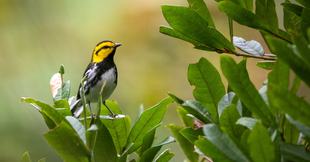 Neotropical Migratory Bird Conservation Act (NMBCA) Grants | U.S. Fish ...