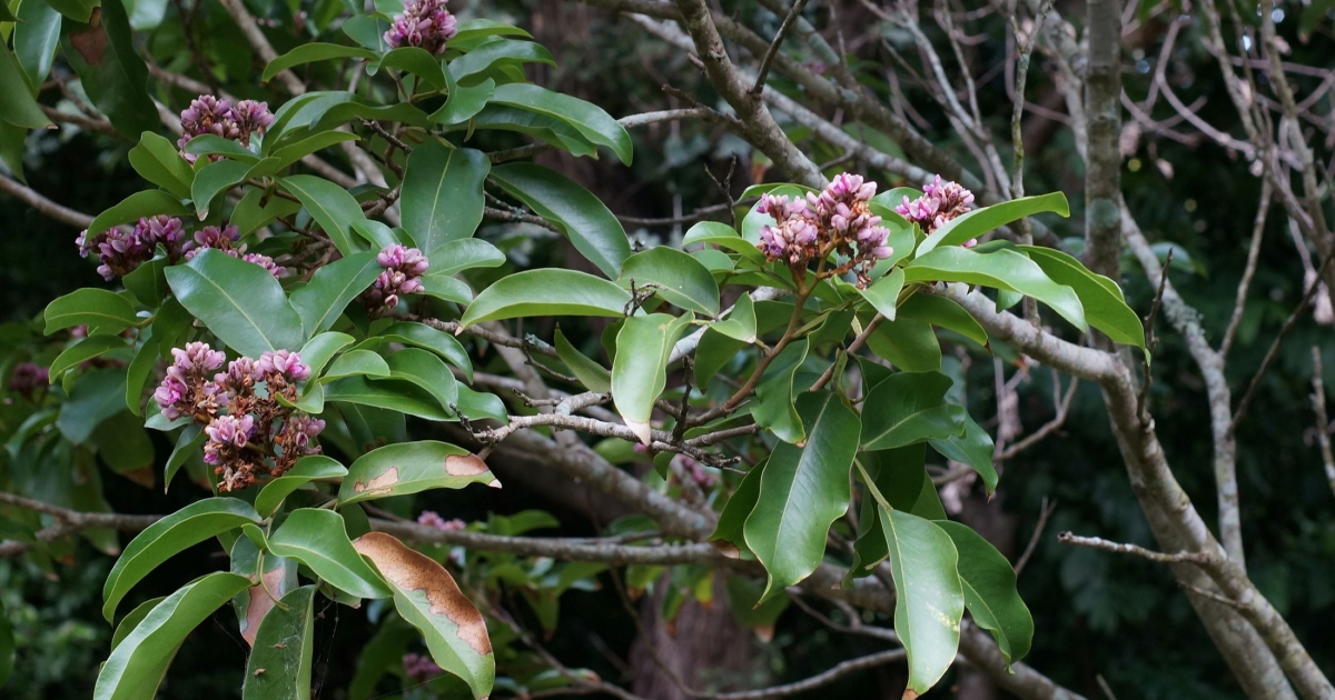 CITES-listed Timber and Wood Updates