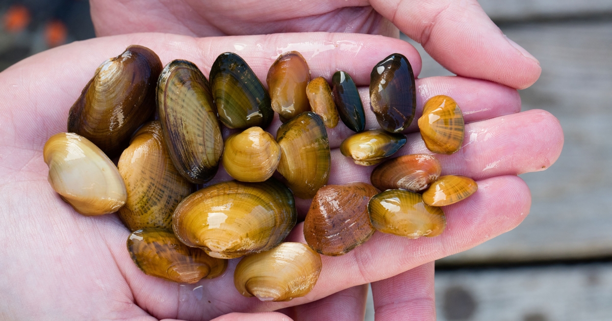 Recovery plan for four imperiled freshwater mussels | U.S. Fish & Wildlife Service