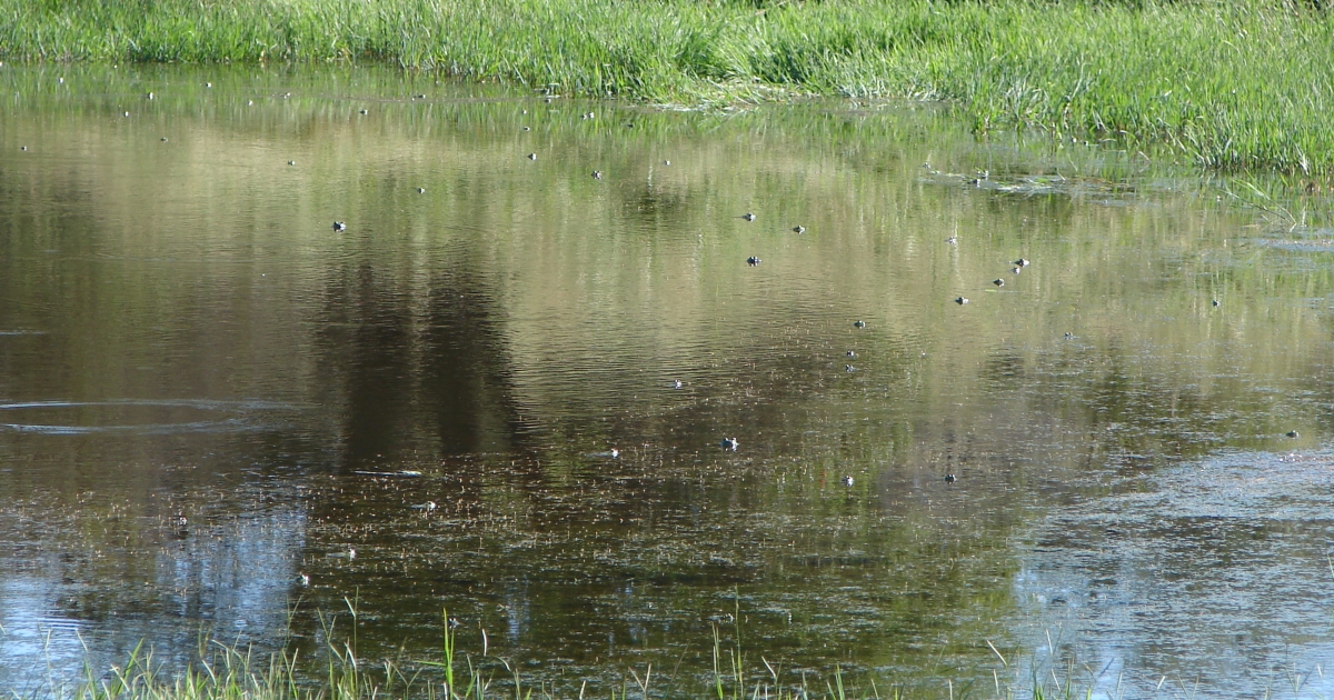 Private Partnerships to Remove Bullfrogs | U.S. Fish & Wildlife Service