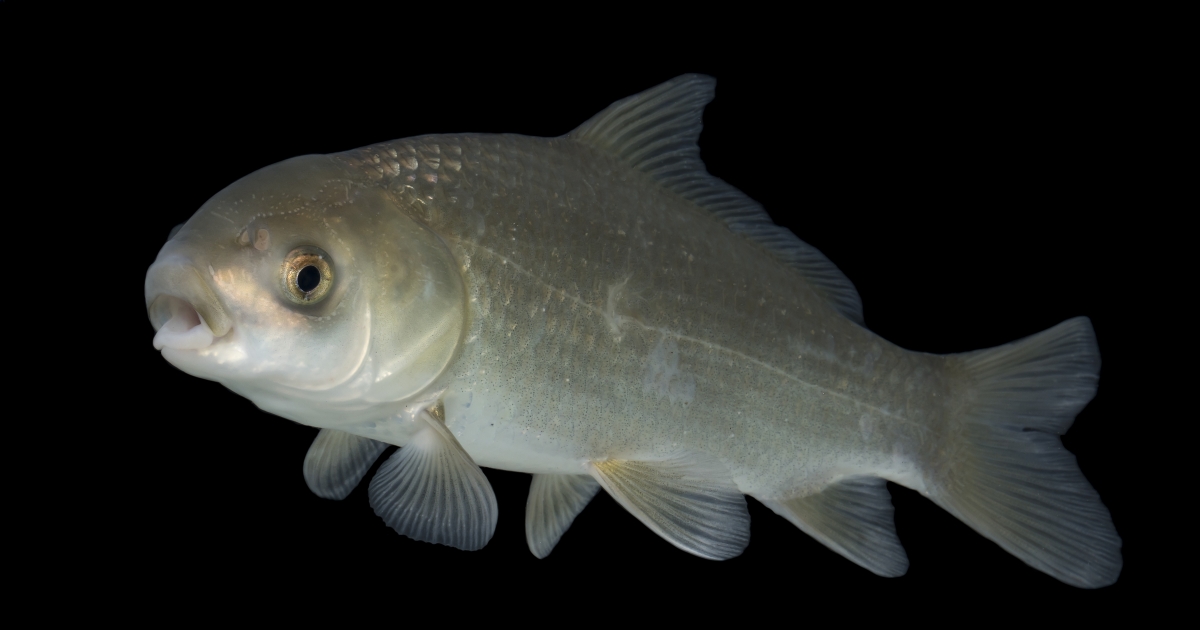 Bigmouth Buffalo (Ictiobus cyprinellus) | U.S. Fish & Wildlife Service