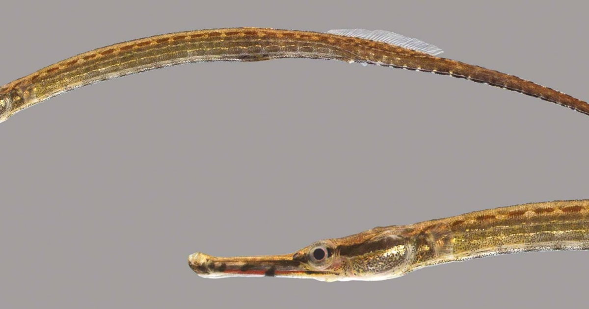 Florida’s Remarkable Opossum Pipefish | U.S. Fish & Wildlife Service