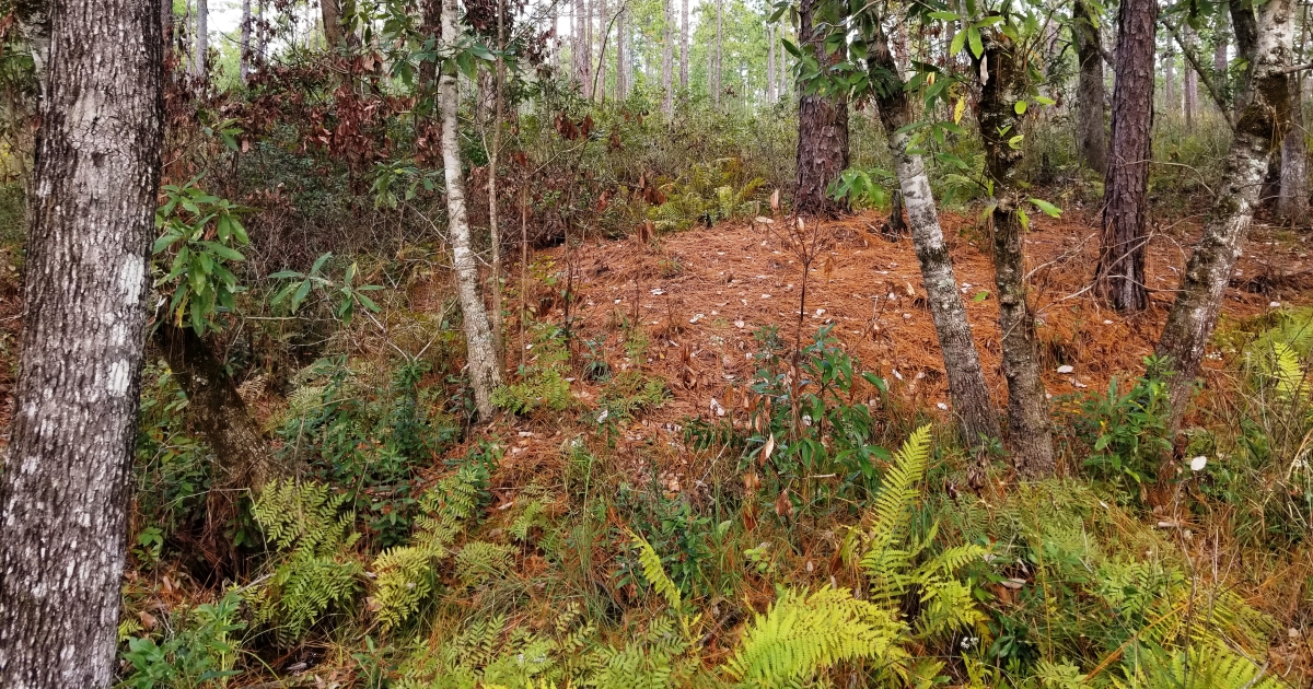 Bog and Baygall Wetlands of Eastern Texas | U.S. Fish & Wildlife Service