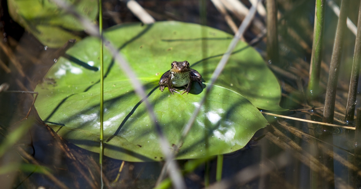 2024 Recovery Champions from the Midwest Region | U.S. Fish & Wildlife ...