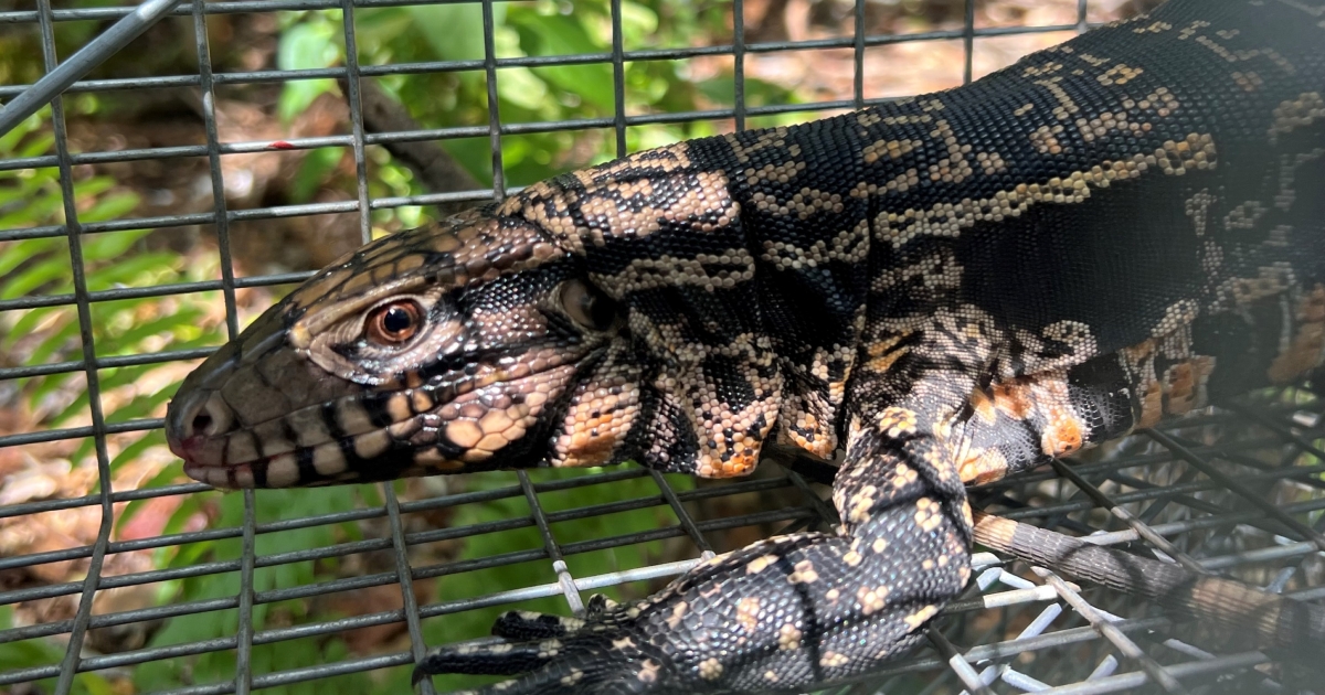 Managing Invasive Reptiles in South Florida | U.S. Fish & Wildlife Service