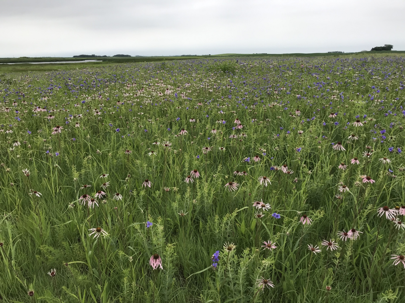 Pale purple coneflower and Ohio spiderwort at Maynard Reece WPA by Tom ...