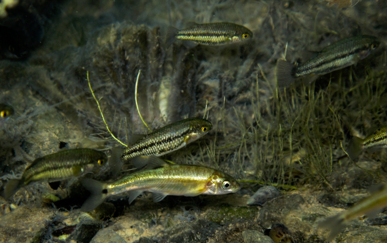 Moapa Valley NWR - Moapa Dace and Springfish | FWS.gov