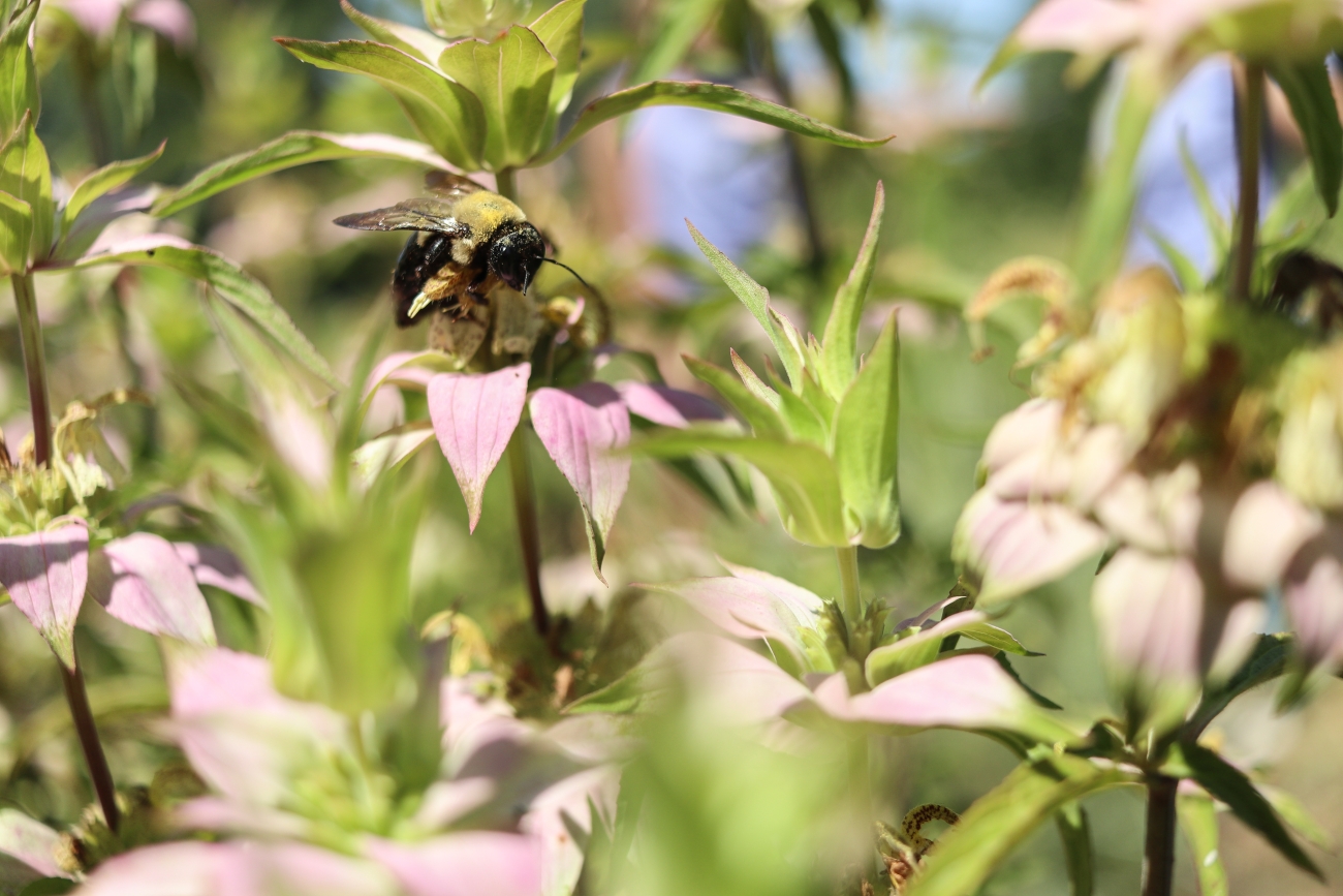 Carpenter bee climbing on bee balm | FWS.gov