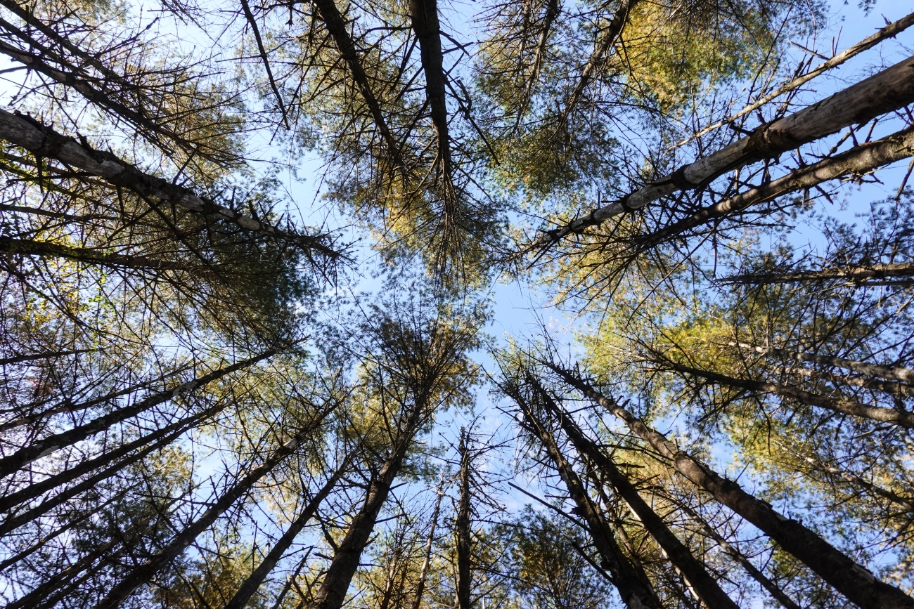 White pine forest canopy | FWS.gov