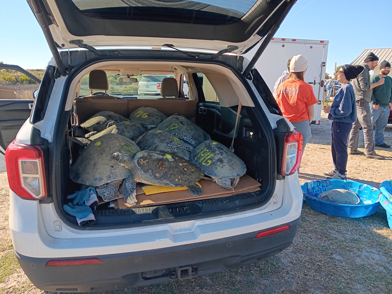 Sea Turtles placed inside of a vehicle ready for transport. | FWS.gov