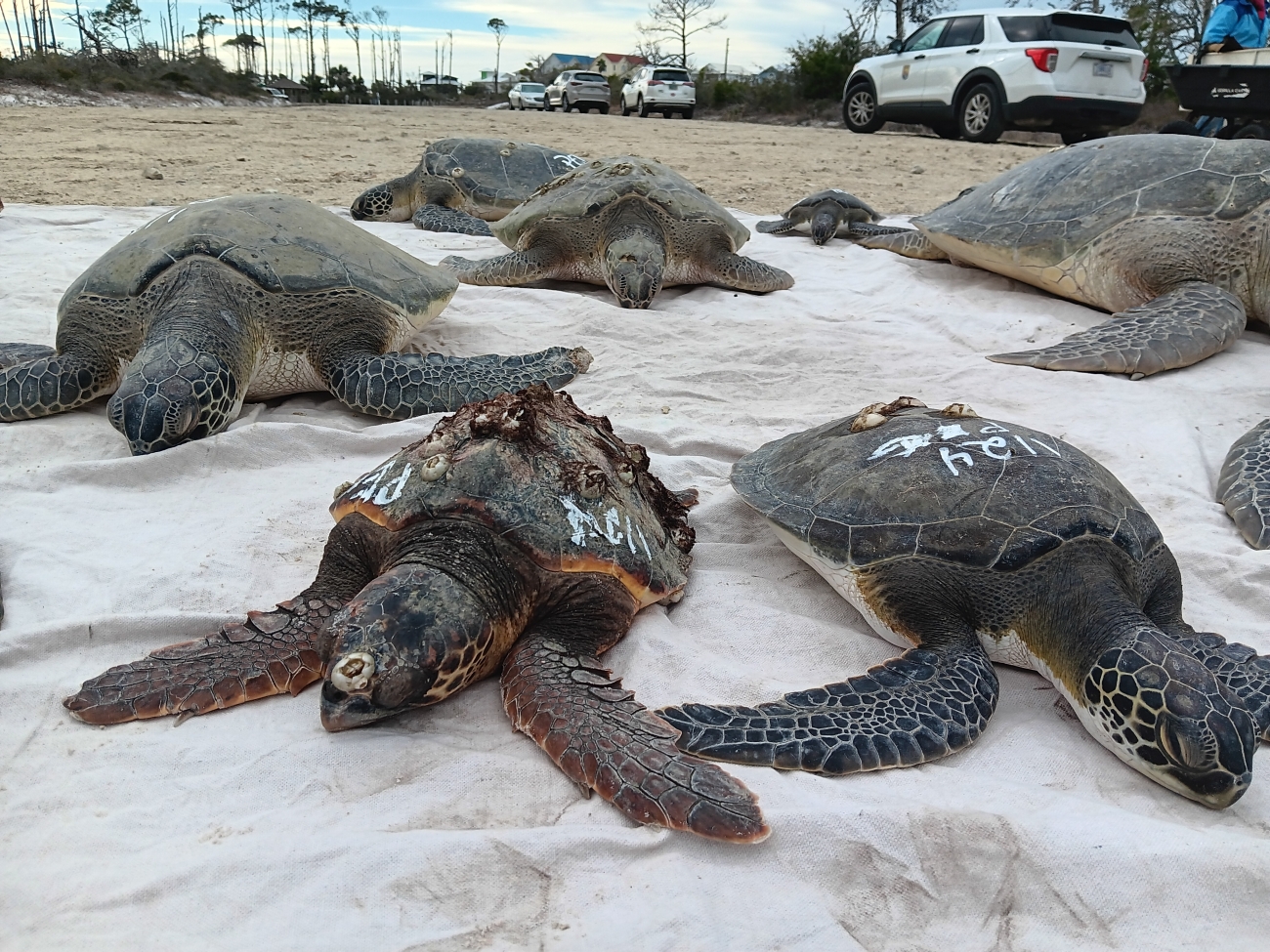 Green sea turtles laying on a white tarp waiting transport to the ...
