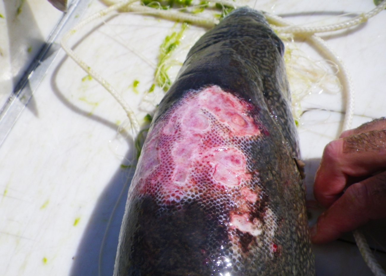 Lake trout with severe sea lamprey wounds | FWS.gov