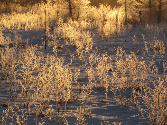 Seney NWR - Winter Landscape - Sara Giles/USFWS | FWS.gov