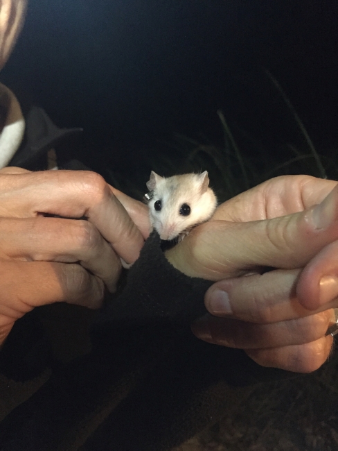Perdido Key beach mouse | FWS.gov