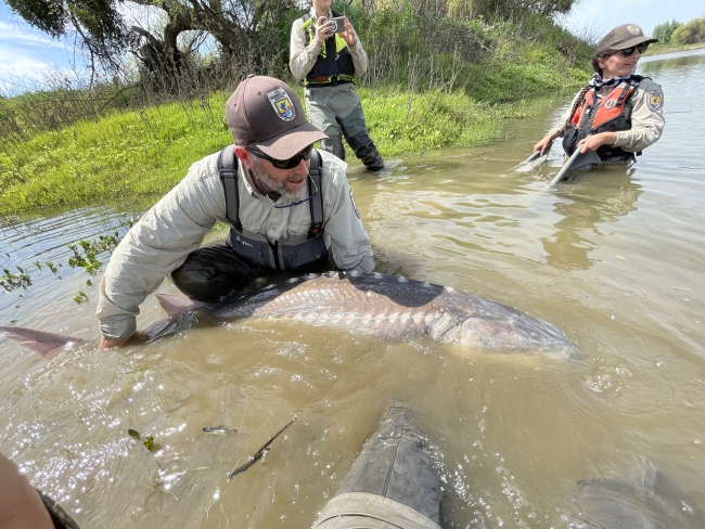Tagging white sturgeon in the San Joaquin Basin of California | FWS.gov