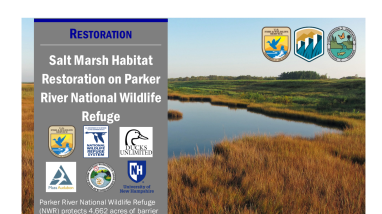 Salt Marsh Restoration Handout | FWS.gov