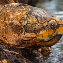 Suwannee Alligator Snapping Turtle | FWS.gov