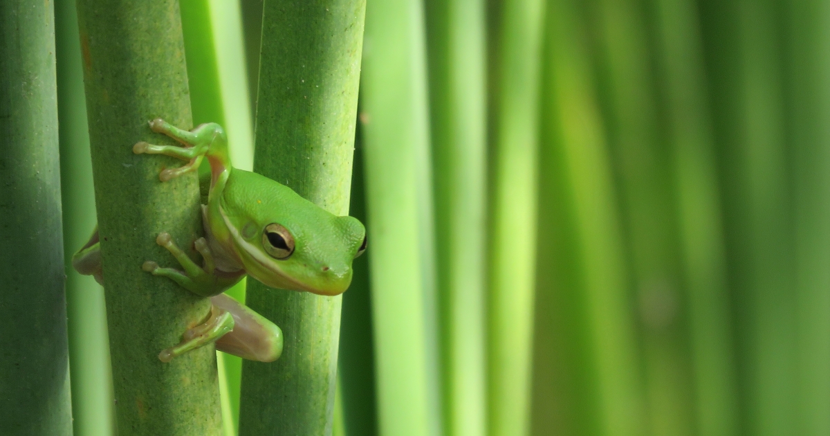 Green Tree Frog (Hyla cinerea) | U.S. Fish & Wildlife Service