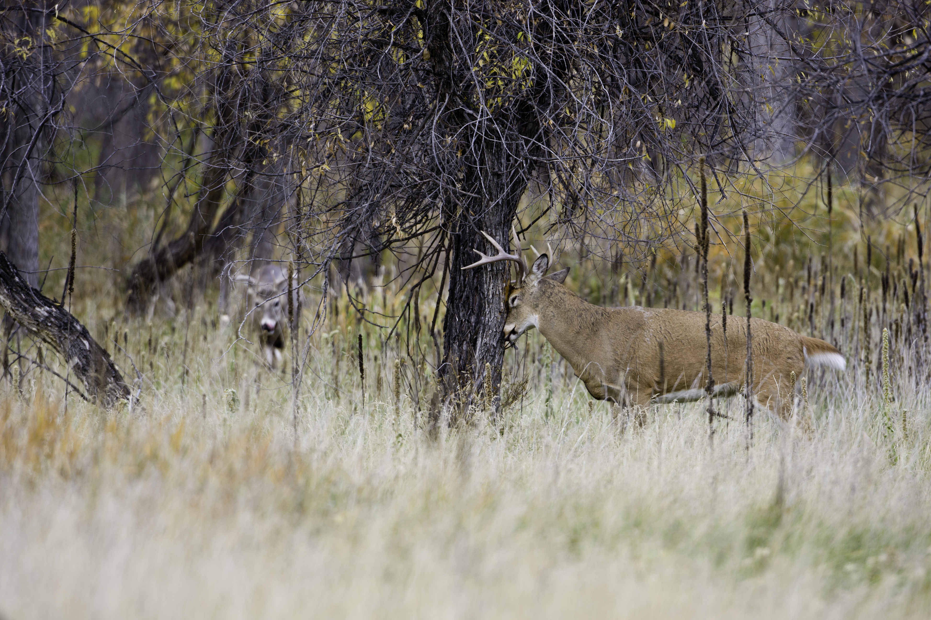 White-tailed deer buck rubbing antlers on a tree | FWS.gov