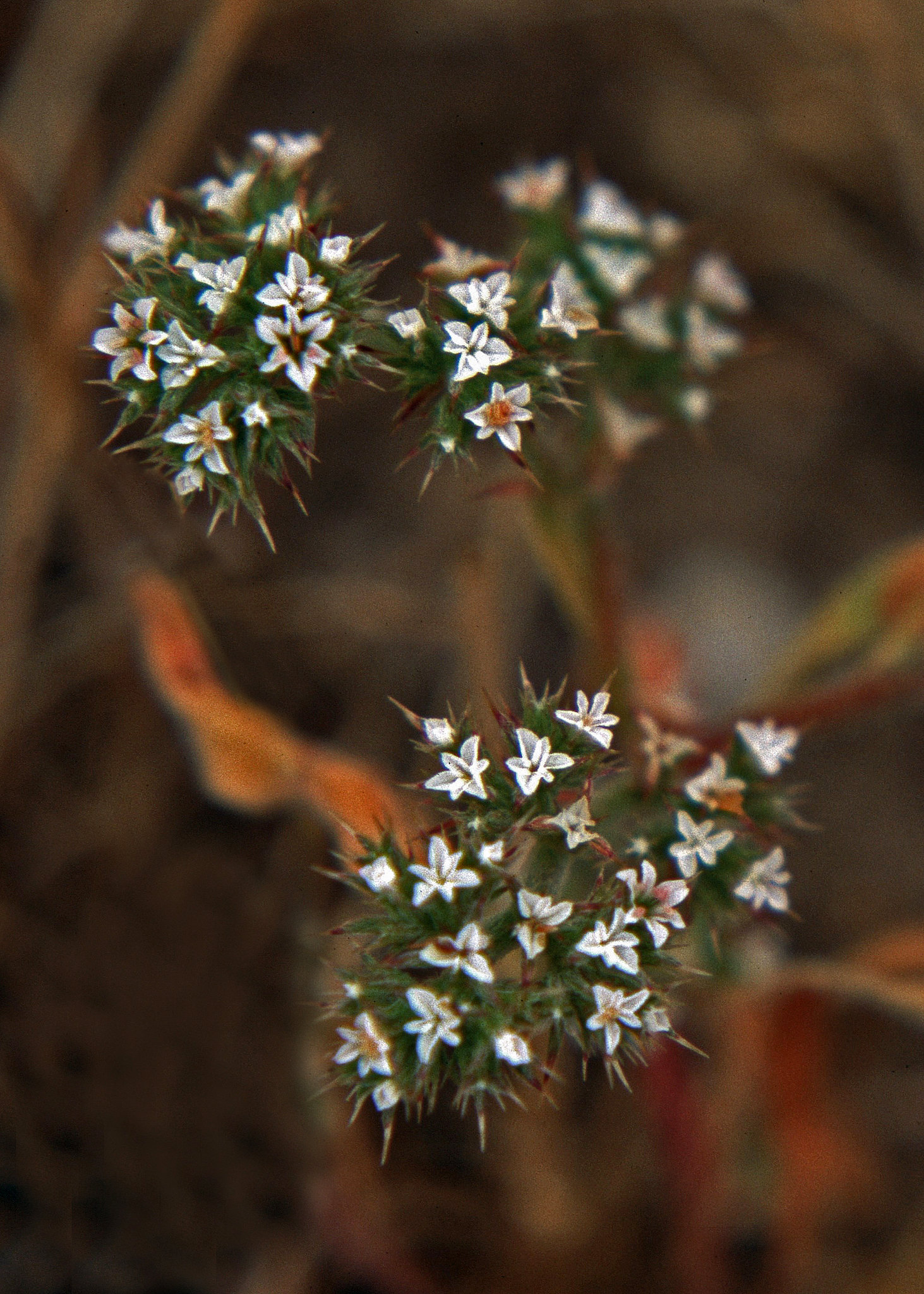 San Fernando Valley spineflower | FWS.gov
