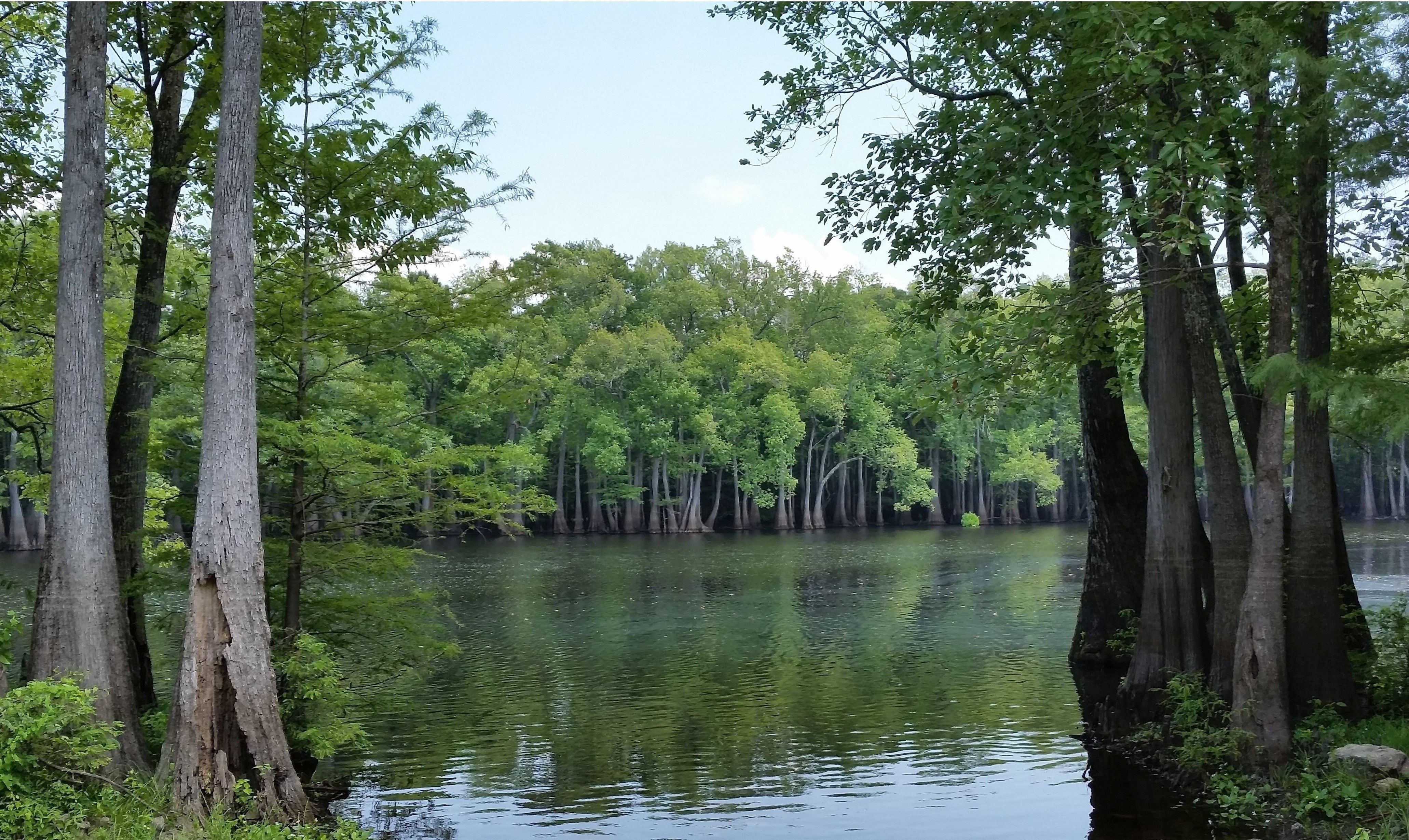 Bottomland forest added to Upper Ouachita Refuge in 2010 | FWS.gov
