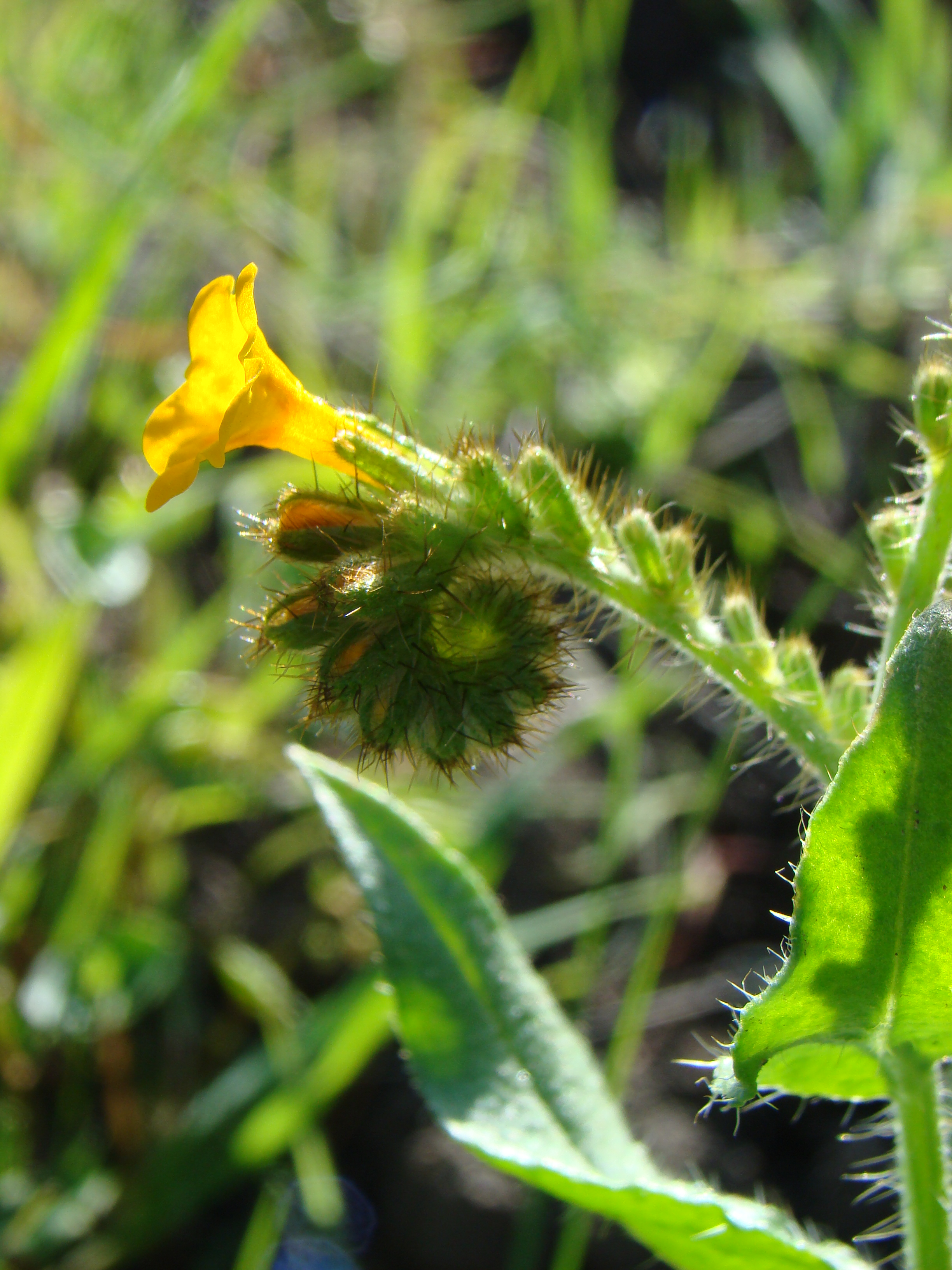 Large-flowered fiddleneck | FWS.gov