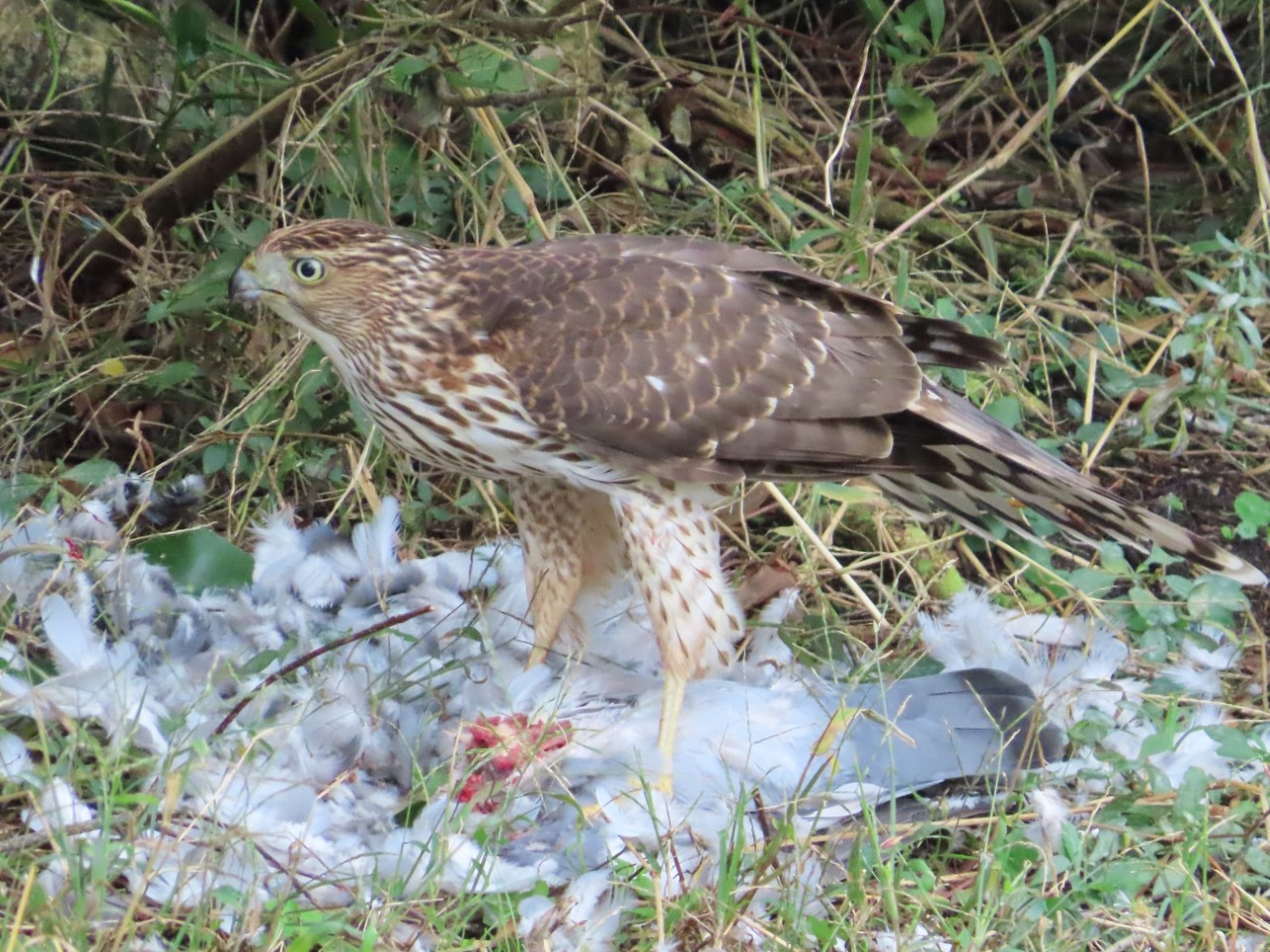Coopers hawk | FWS.gov