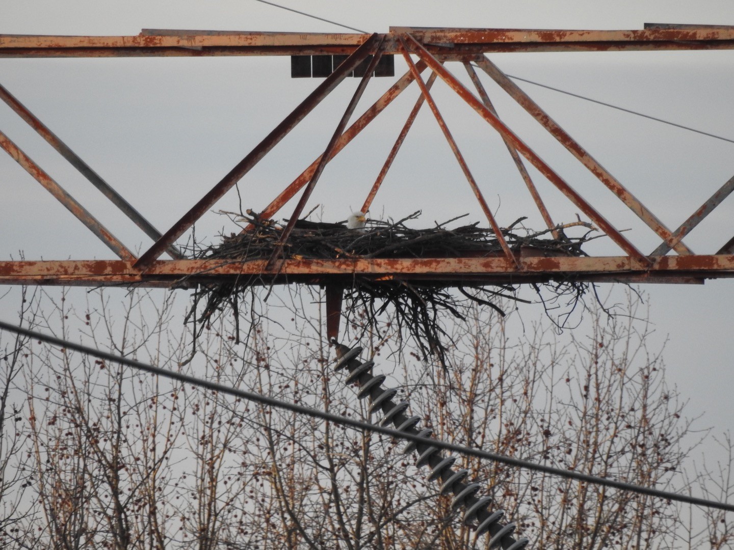 Eagle nest on a transmission tower | FWS.gov