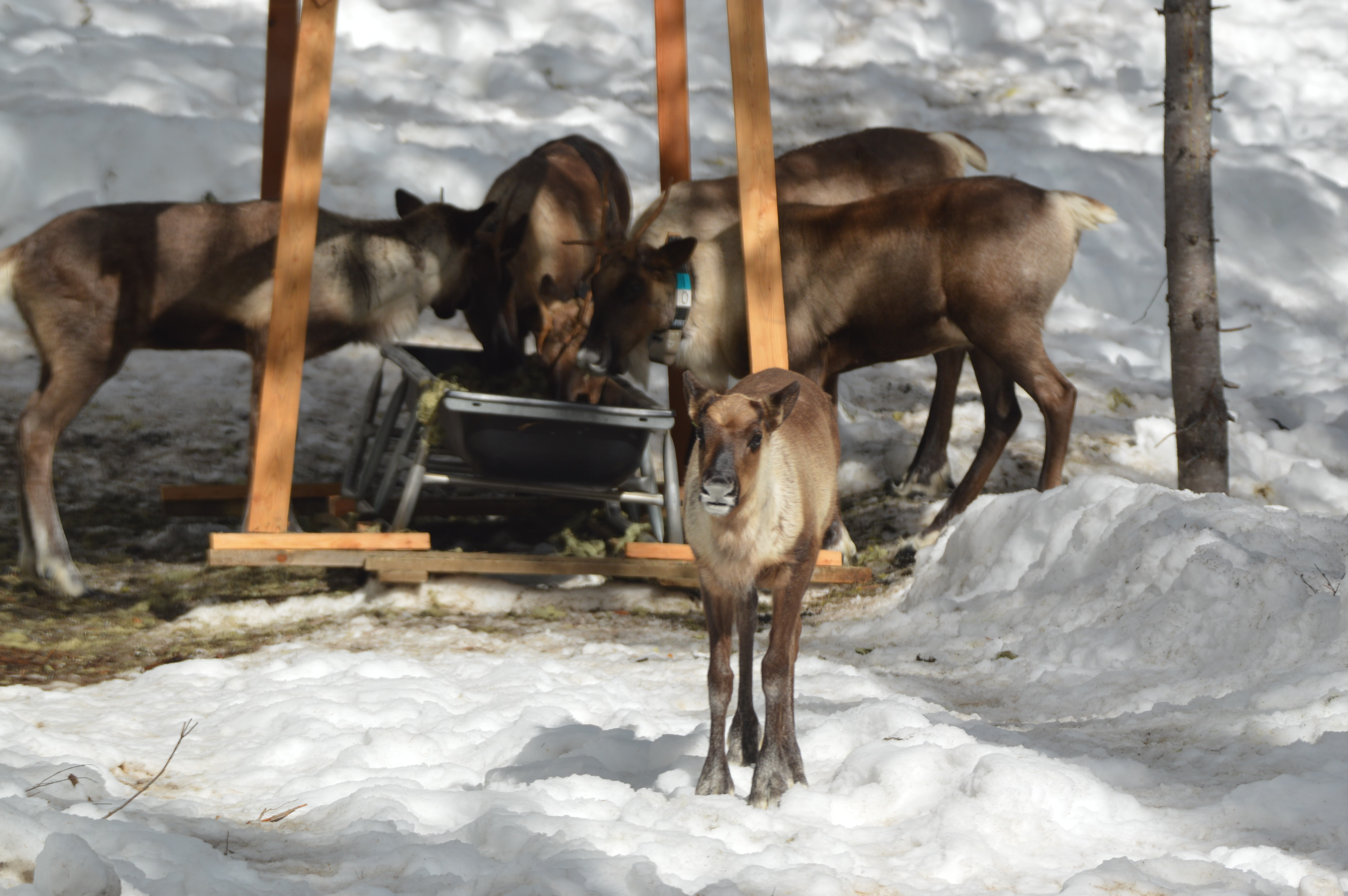 Southern mountain caribou calves eating in the maternity pen. | FWS.gov