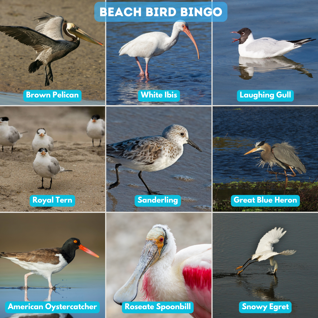 Beach Bird Bingo.png | FWS.gov