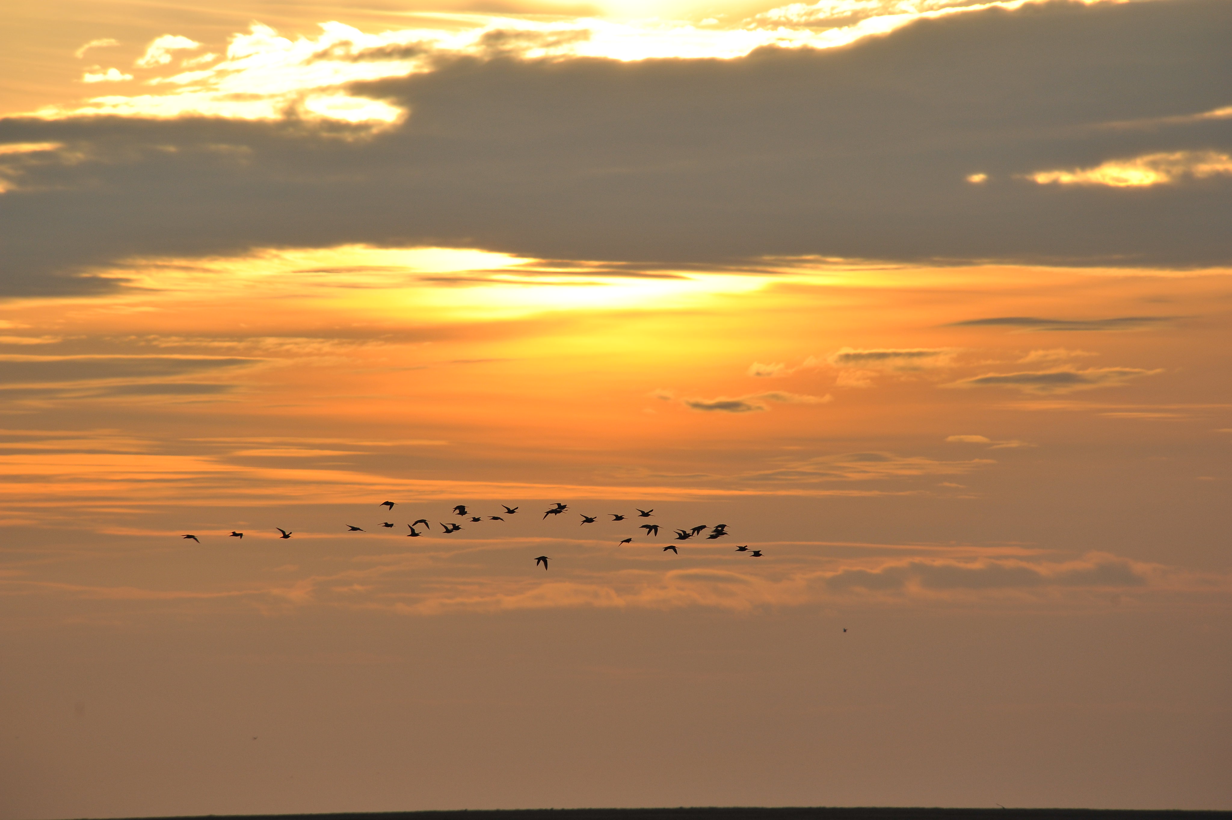 Bar-tailed Godwit flock flying into the sunset | FWS.gov