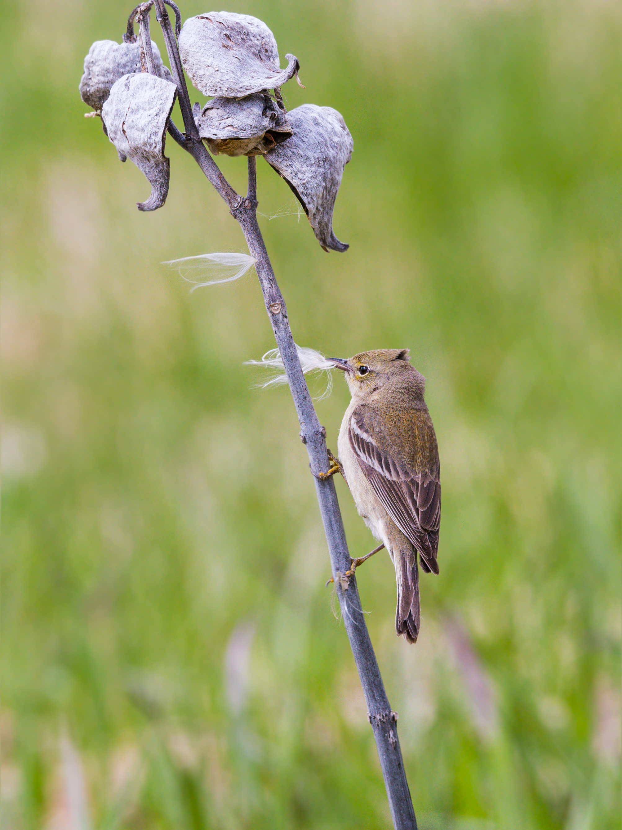 Pine Warbler Collecting Nesting Material from Milkweed | FWS.gov
