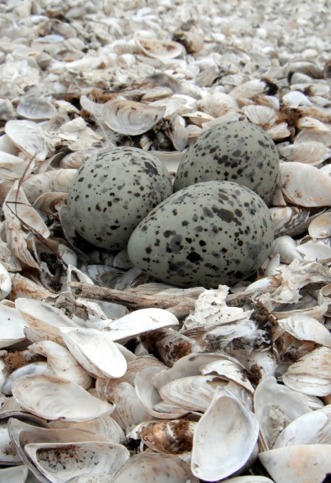 Zebra Mussel Diagram