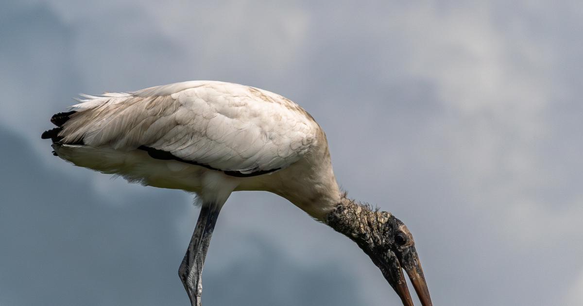 North American Wetlands Conservation Act (NAWCA) Mexico Grants | U.S ...