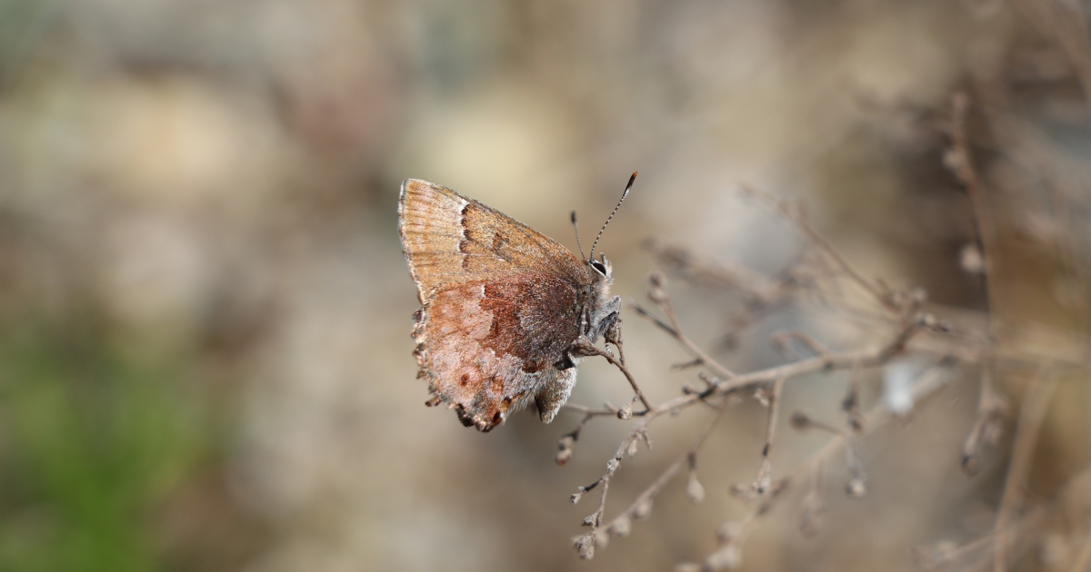 Frosted Elfin (Callophrys irus) | U.S. Fish & Wildlife Service