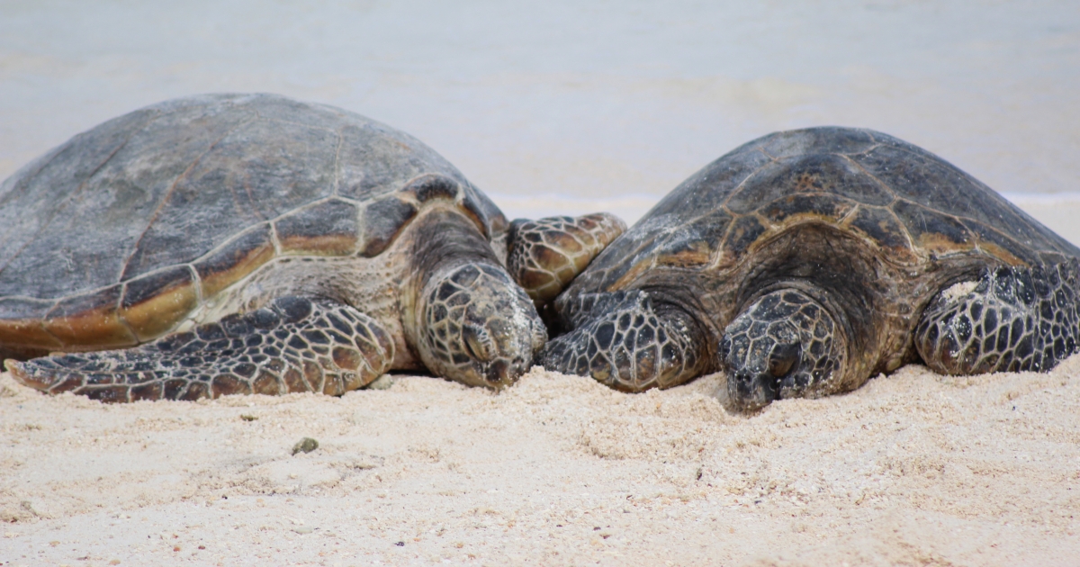 Helping Sea Turtles | U.S. Fish & Wildlife Service