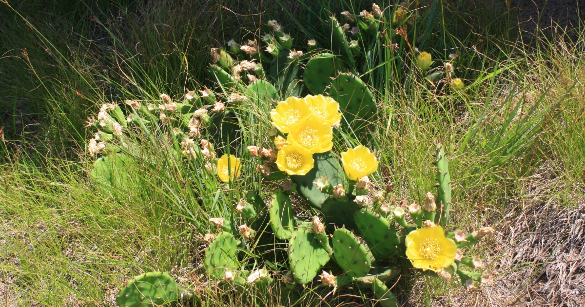 Pricklypear (Opuntia) | U.S. Fish & Wildlife Service