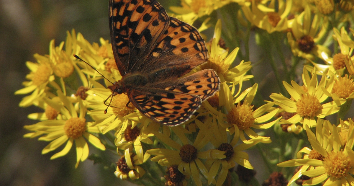 Arcata Ecological Services Documents | U.S. Fish & Wildlife Service
