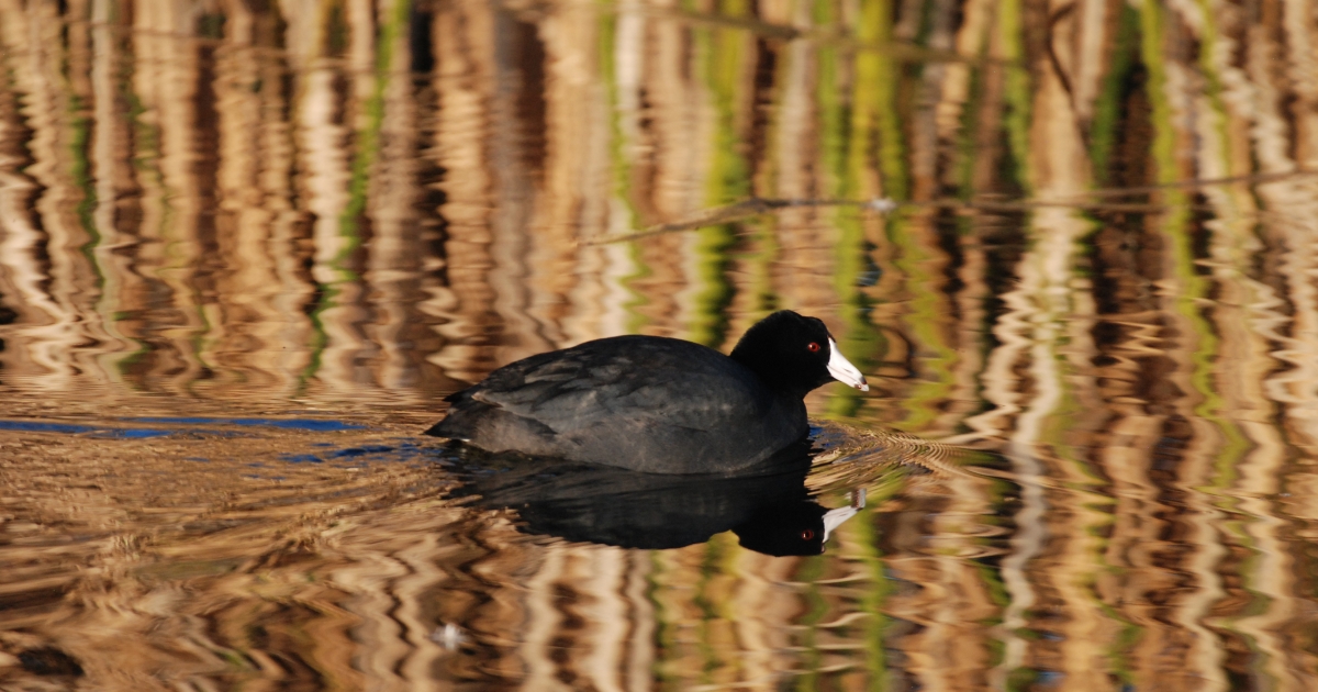 American Coot (Fulica americana americana) | U.S. Fish & Wildlife Service