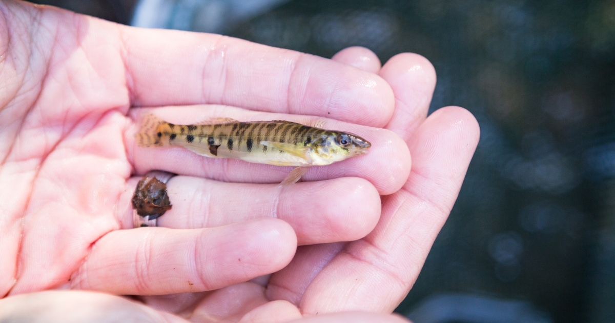 Chesapeake Logperch (Percina bimaculata) | U.S. Fish & Wildlife Service