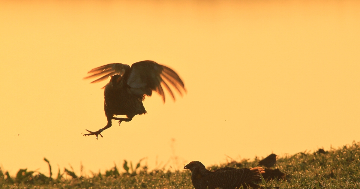 A Remarkable Return | U.S. Fish & Wildlife Service