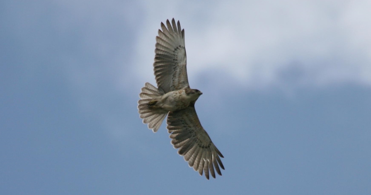 First of her kind | U.S. Fish & Wildlife Service