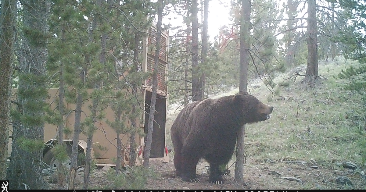 FOIA Species: Multiple Grizzly Bear Conflicts (DOI-FWS-2022-001303) | U.S. Fish & Wildlife Service