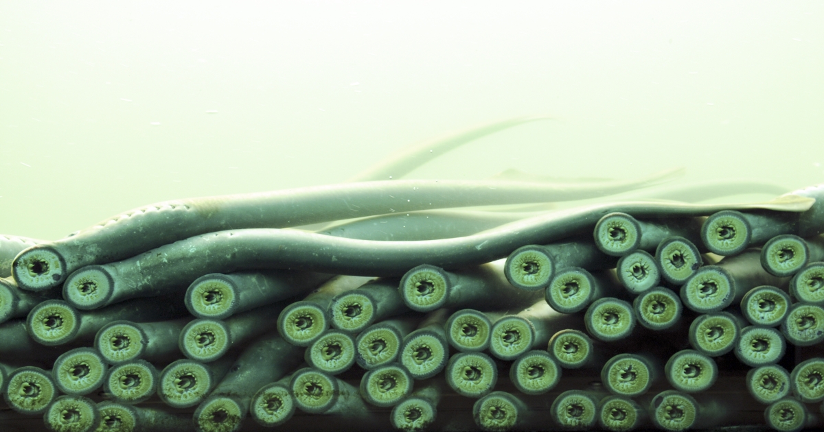A Note on Lampreys | U.S. Fish & Wildlife Service