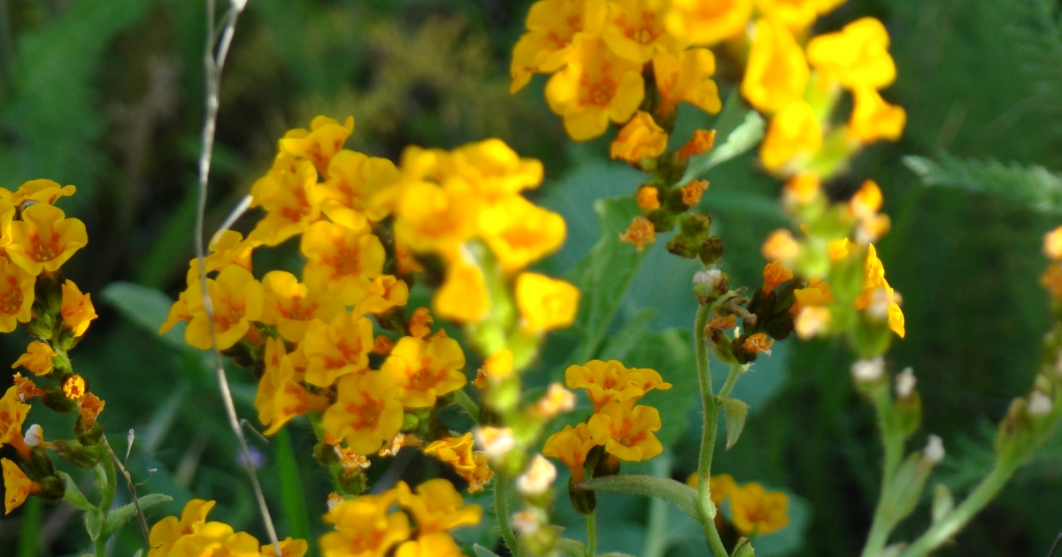 Large-flowered Fiddleneck (Amsinckia grandiflora) | U.S. Fish ...